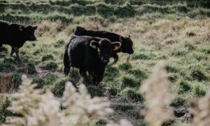 What Is Angus Beef? | Black Burger